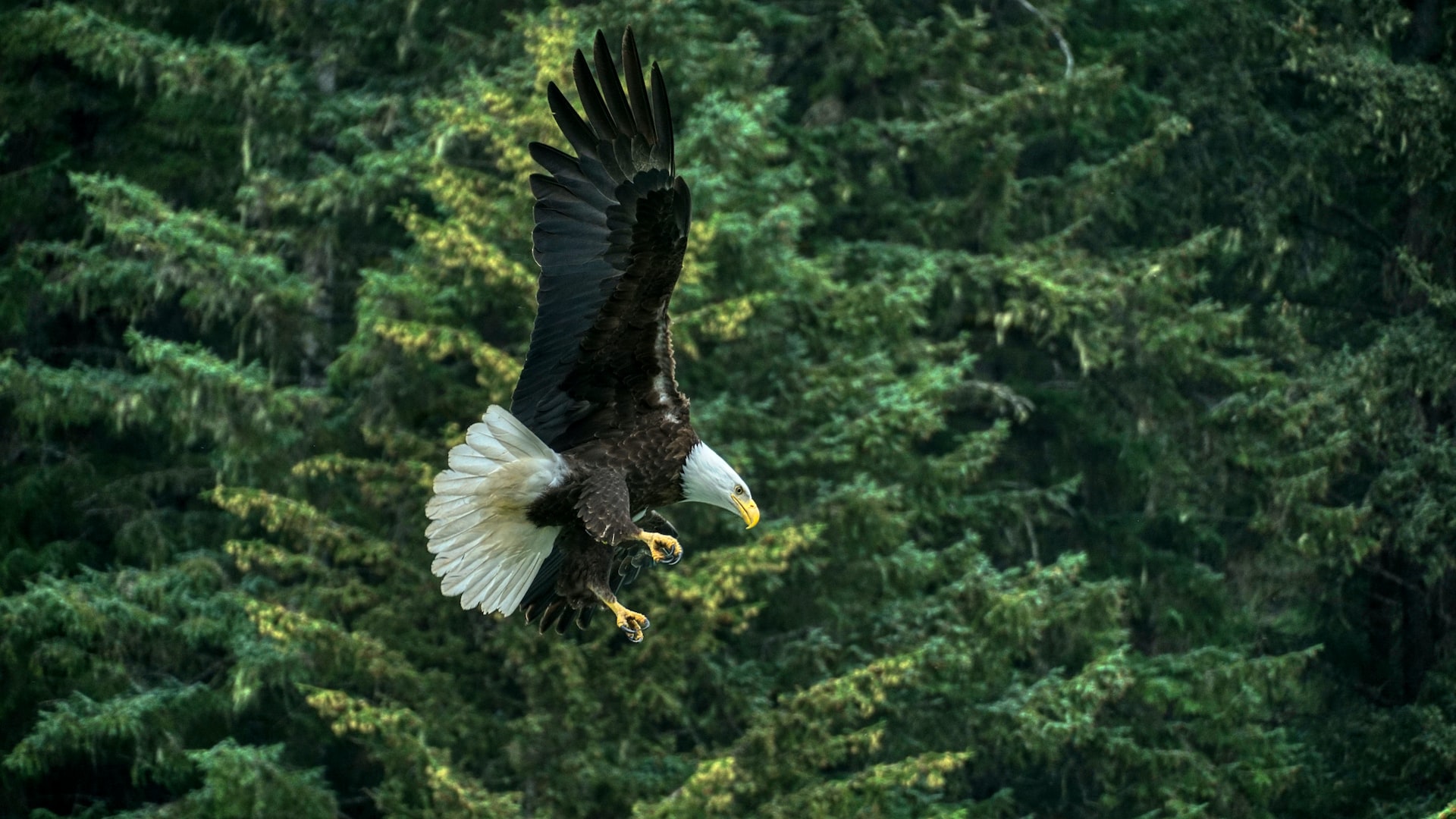 Alaska Con Crociera: Da Vancouver Island Al Denali Park - Viaggia con ...